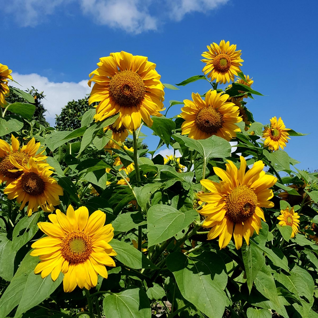 Calendar: Daily, Weekly, Monthly Programs & Events - Bali Silent Retreat